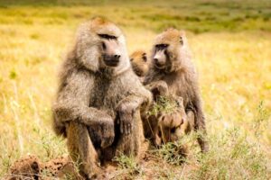 14 Baboon Facts - Fact Animal