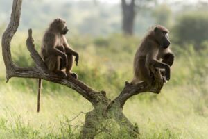 14 Baboon Facts - Fact Animal