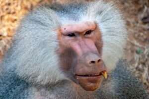 14 Baboon Facts - Fact Animal