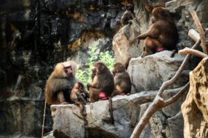 14 Baboon Facts - Fact Animal