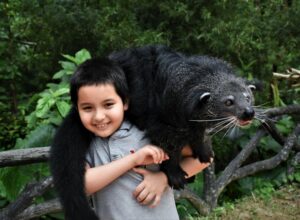 16 Barmy Binturong Facts - Fact Animal