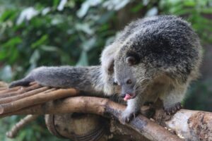 16 Barmy Binturong Facts - Fact Animal