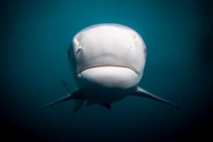 14 Brilliant Bull Shark Facts - Fact Animal