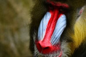 19 Mesmerising Mandrill Facts - Fact Animal
