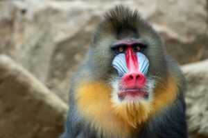 19 Mesmerising Mandrill Facts - Fact Animal