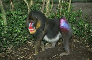 19 Mesmerising Mandrill Facts - Fact Animal