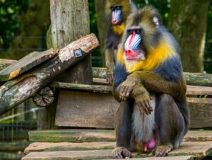 19 Mesmerising Mandrill Facts - Fact Animal
