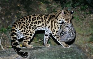 14 Mesmerising Margay Facts - Fact Animal