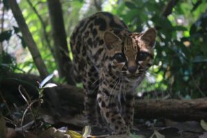 14 Mesmerising Margay Facts - Fact Animal