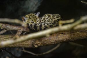 14 Mesmerising Margay Facts - Fact Animal