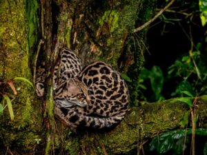 14 Mesmerising Margay Facts - Fact Animal
