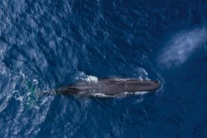 16 Fun Sperm Whale Facts - Fact Animal