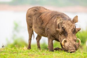 17 Wildest Warthog Facts - Fact Animal