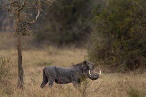17 Wildest Warthog Facts - Fact Animal