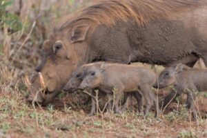 17 Wildest Warthog Facts - Fact Animal