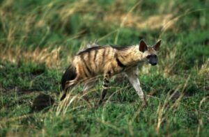 13 Amazing Aardwolf Facts - Fact Animal