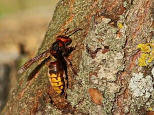 12 Asian Giant Hornet Facts (Aka Murder Hornets!) - Fact Animal