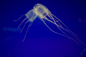 15 Mind-Blowing Box Jellyfish Facts - Fact Animal