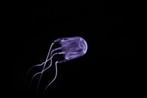 15 Mind-Blowing Box Jellyfish Facts - Fact Animal
