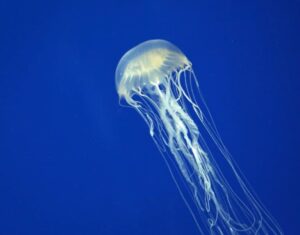15 Mind-Blowing Box Jellyfish Facts - Fact Animal