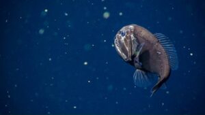 8 Fangtooth Facts (Aka Ogre Fish!) - Fact Animal