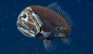 8 Fangtooth Facts (Aka Ogre Fish!) - Fact Animal