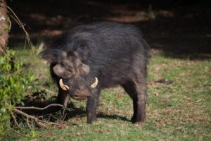 17 Giant Forest Hog Facts - Fact Animal