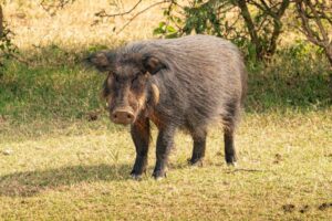 17 Giant Forest Hog Facts - Fact Animal