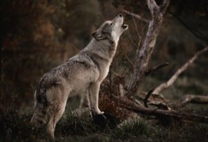 17 Wild Gray Wolf Facts - Fact Animal