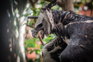 10 Harpy Eagle Facts - Fact Animal