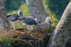 10 Harpy Eagle Facts - Fact Animal