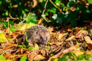 22 Spiky Hedgehog Facts - Fact Animal