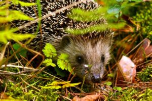 22 Spiky Hedgehog Facts - Fact Animal