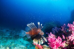 15 Incredible Lionfish Facts - Fact Animal