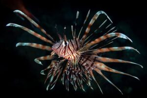 15 Incredible Lionfish Facts - Fact Animal