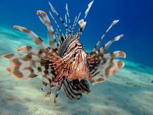 15 Incredible Lionfish Facts - Fact Animal