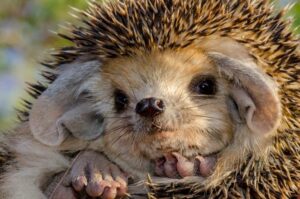22 Spiky Hedgehog Facts - Fact Animal