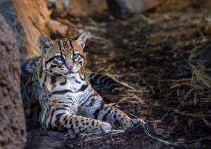 11 O-mazing Ocelot Facts - Fact Animal