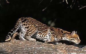 11 O-mazing Ocelot Facts - Fact Animal