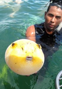 12 Interesting Pufferfish Facts - Fact Animal
