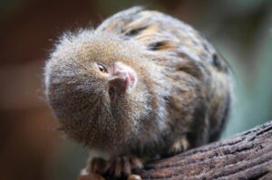 10 Pygmy Marmoset Facts (Aka Finger Monkeys!) - Fact Animal