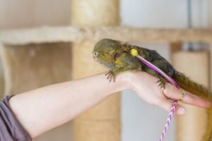 10 Pygmy Marmoset Facts (Aka Finger Monkeys!) - Fact Animal