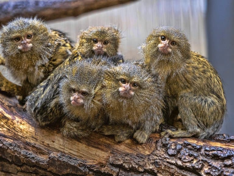 10 Pygmy Marmoset Facts Aka Finger Monkeys Fact Animal