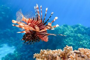 15 Incredible Lionfish Facts - Fact Animal