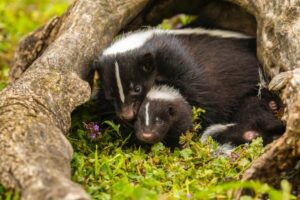 19 Stinky Skunk Facts - Fact Animal