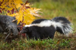 19 Stinky Skunk Facts - Fact Animal