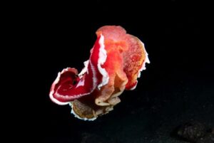 9 Spanish Dancer Sea Slug Facts - Fact Animal