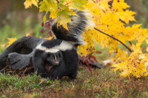 19 Stinky Skunk Facts - Fact Animal