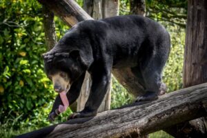 14 Sizzling Sun Bear Facts - Fact Animal