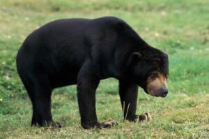 14 Sizzling Sun Bear Facts - Fact Animal